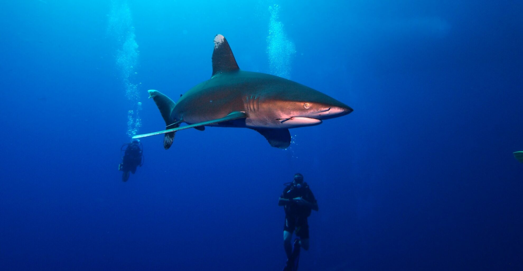 Scuba Scene the Luxury Red Sea Liveaboard