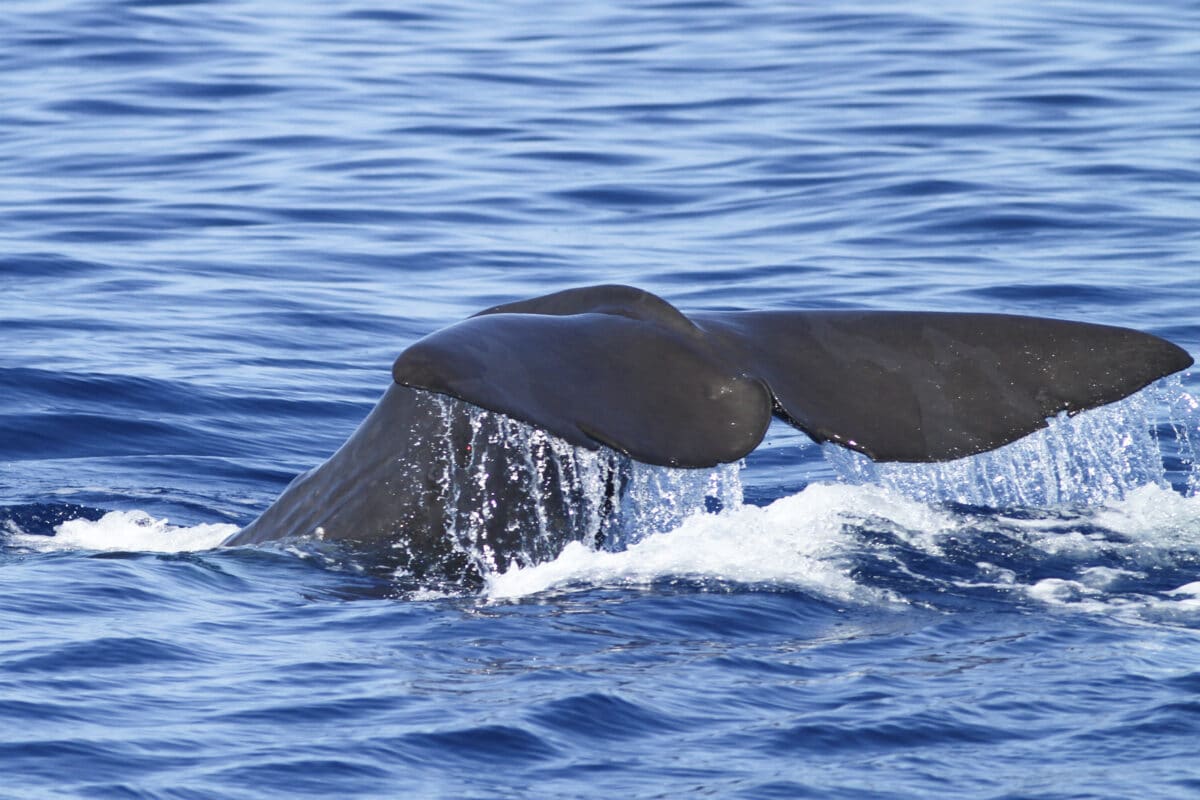 Scuba Diving Holidays to the Azores