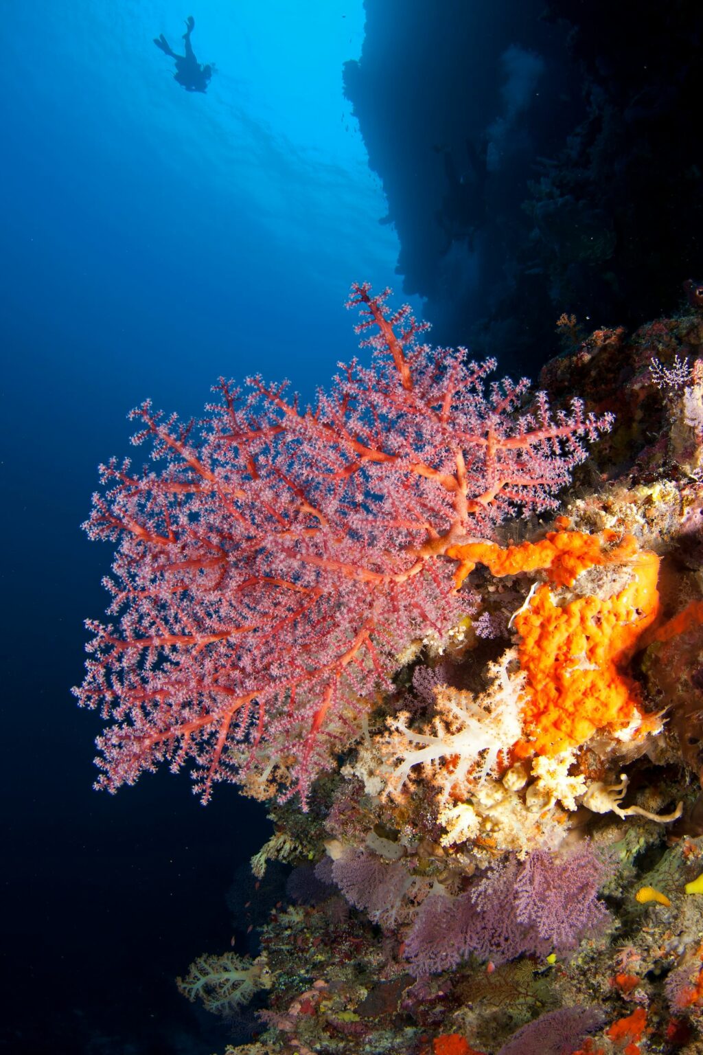 Your Guide to Diving Holidays to Tubbataha, Philippines