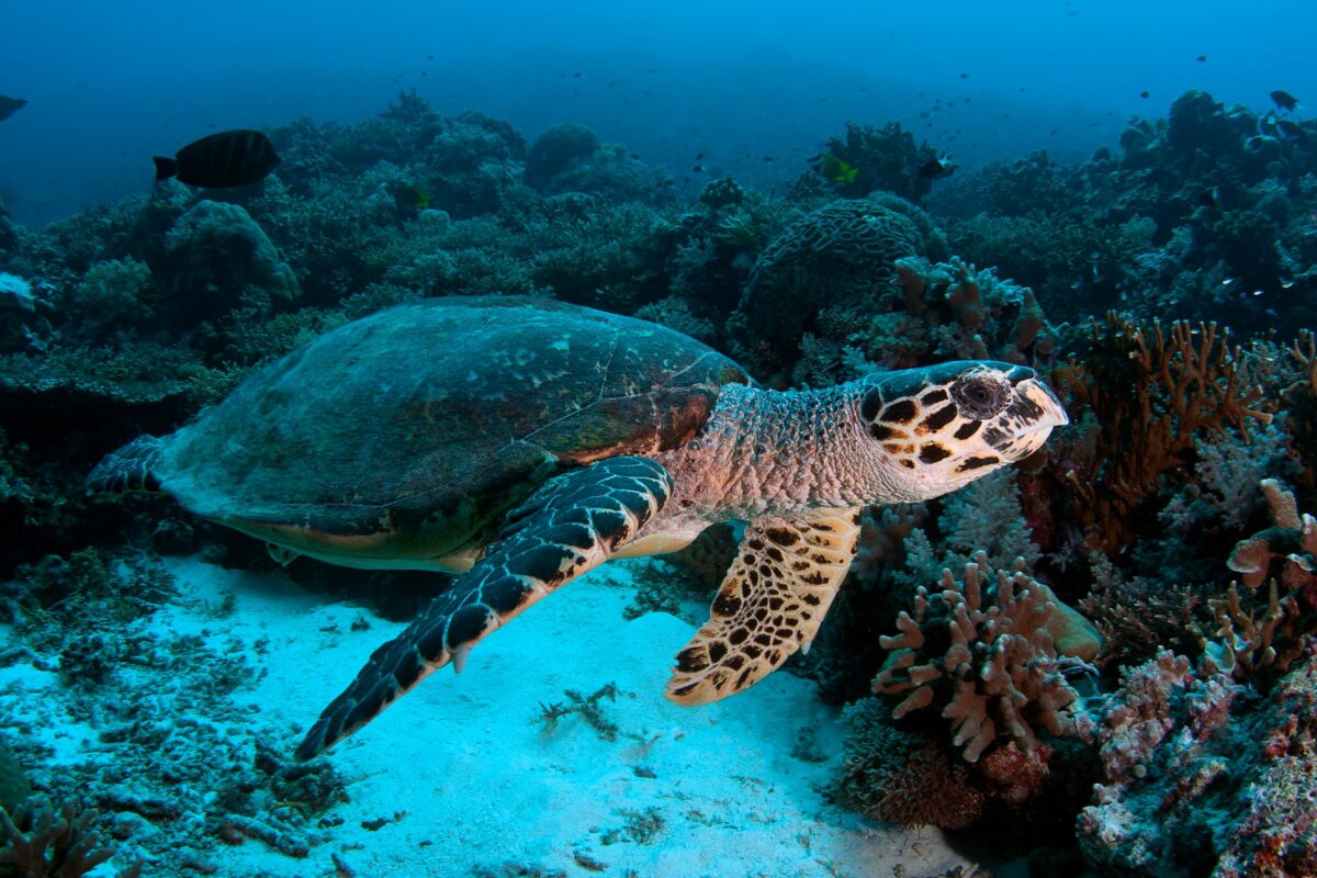 Your Guide to Diving Holidays to Tubbataha, Philippines