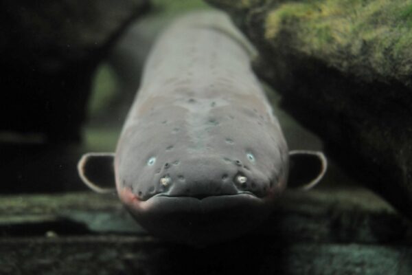 The Top 10 Most Dangerous Fish in the World | Scuba Divers Be Aware!