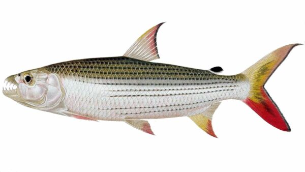 The Top 10 Most Dangerous Fish in the World | Scuba Divers Be Aware!